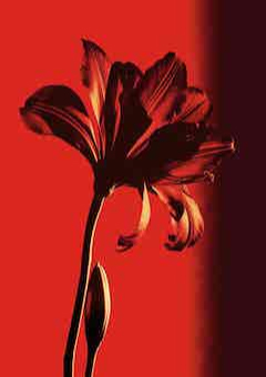 iokm #長編」の小説・夢小説｜無料スマホ夢小説ならプリ小説 byGMO