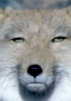 「兎赤 #HQ」の小説・夢小説｜無料スマホ夢小説ならプリ小説 byGMO