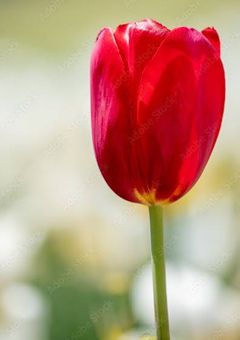 「黄出産 #青」の小説・夢小説｜無料スマホ夢小説ならプリ小説 byGMO