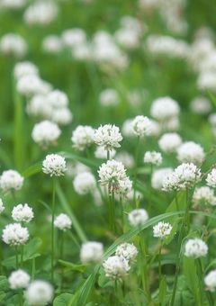 「少年忍者blもとかわ #少年忍者」の小説・夢小説｜無料スマホ夢小説ならプリ小説 byGMO