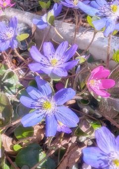 「鬼殺隊に入ったら #夢小説」の小説・夢小説｜無料スマホ夢小説ならプリ小説 byGMO