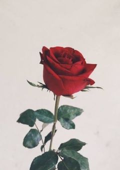 「春の夜の夢 #鶴蝶」の小説・夢小説｜無料スマホ夢小説ならプリ小説 byGMO