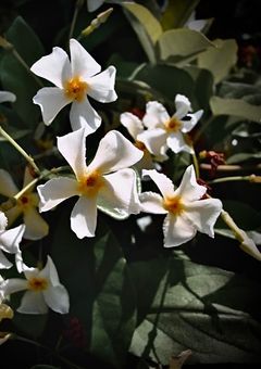 「死ネタamnv」の小説・夢小説｜無料スマホ夢小説ならプリ小説 byGMO