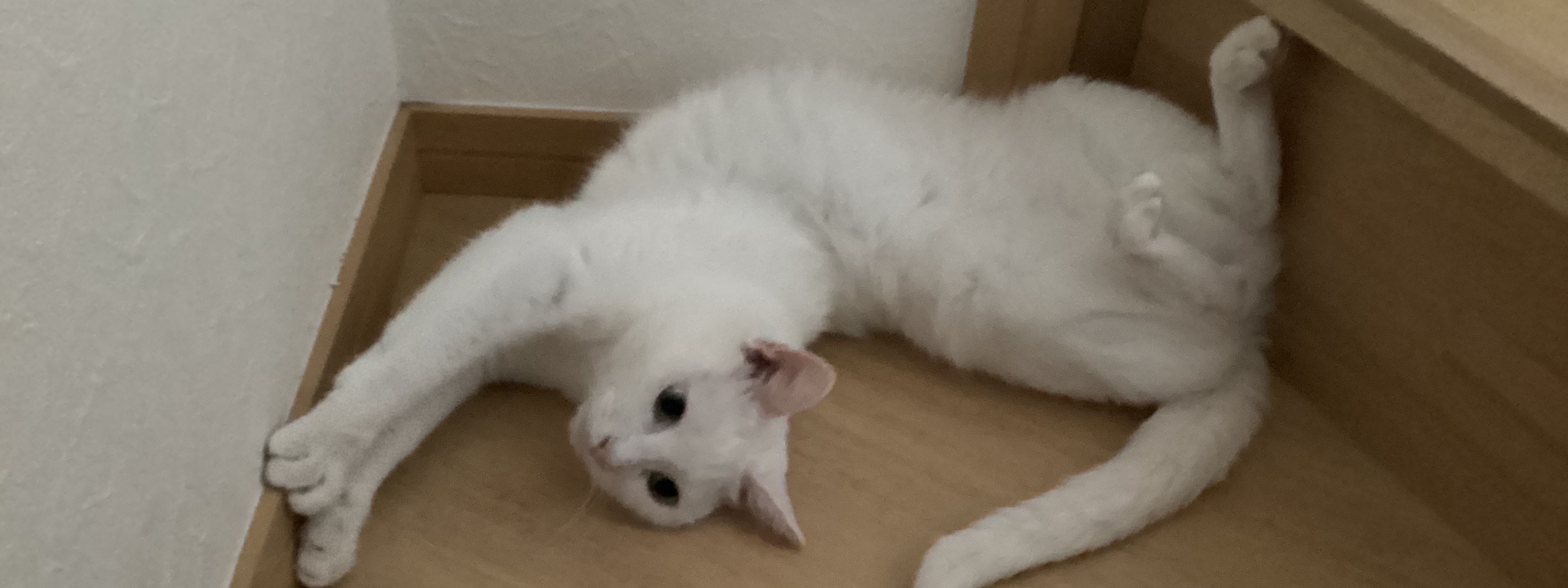 ねこずきさんのプロフィール[7d1af] | 無料スマホ夢小説ならプリ小説 byGMO